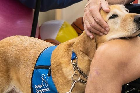 Paws And Healing: The Impact Of Facility Dogs On Patient Recovery | VA ...